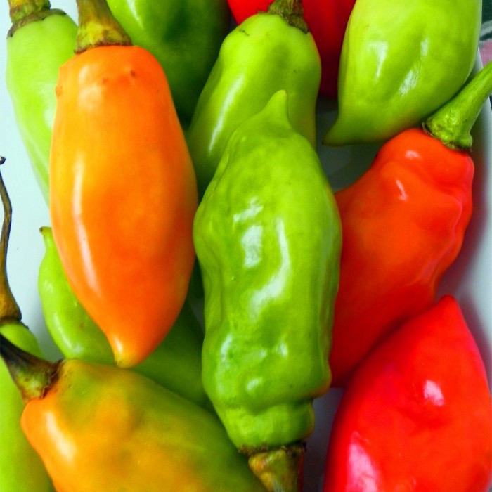 Piments doux végétarien frais – Antilles sur Tarn